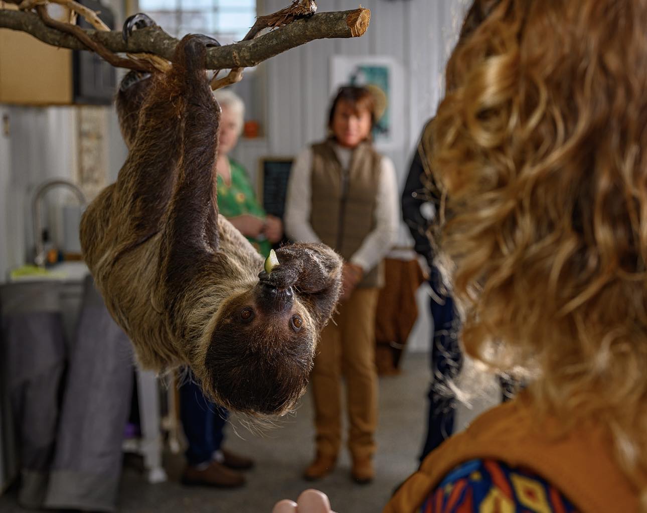 Sloth Encounter in Ohio | Paws and Claws Encounters