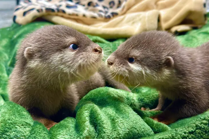river otters playing